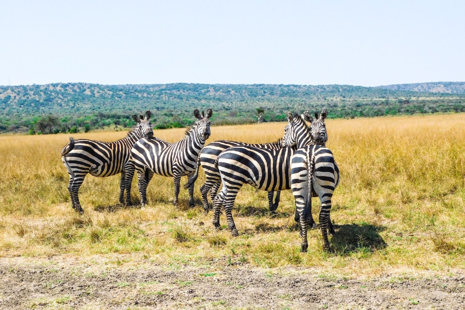 Akagera National Park - Tripscapers Africa